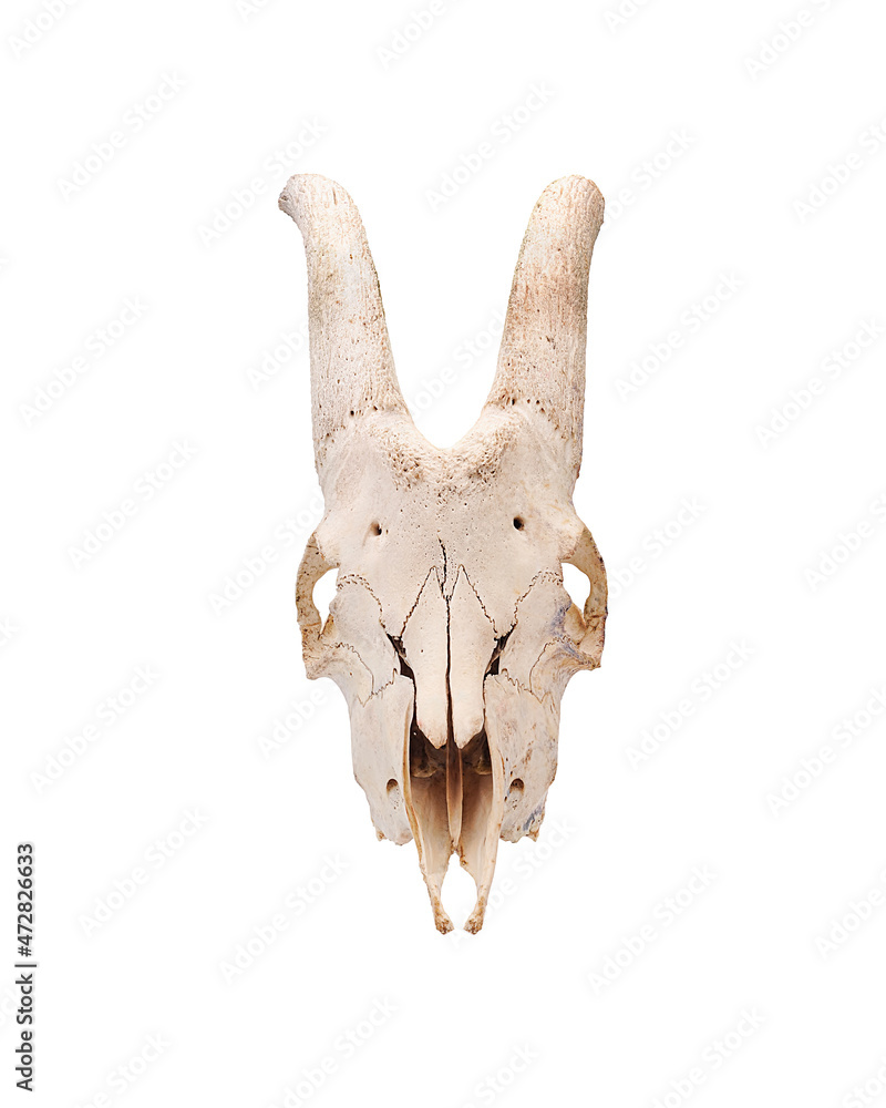 Skull of a male goat farm animal in full face isolated Stock Photo ...