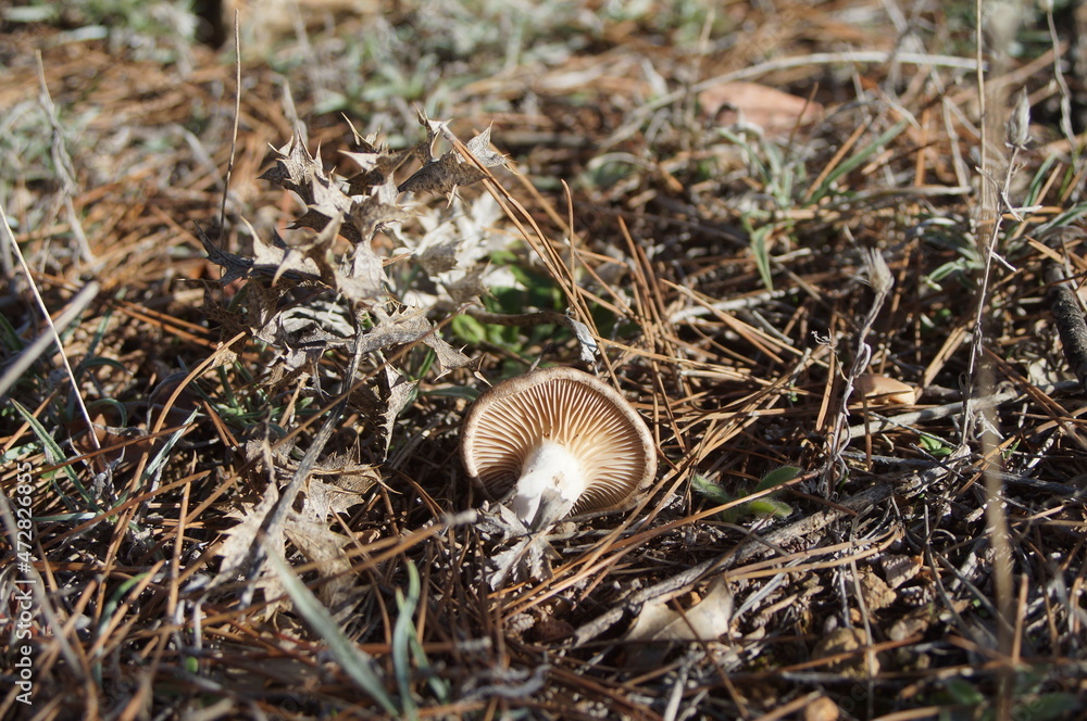 Pleurotus eryngii, seta de cardo u hongo basidiomiceto y vista de sus ...