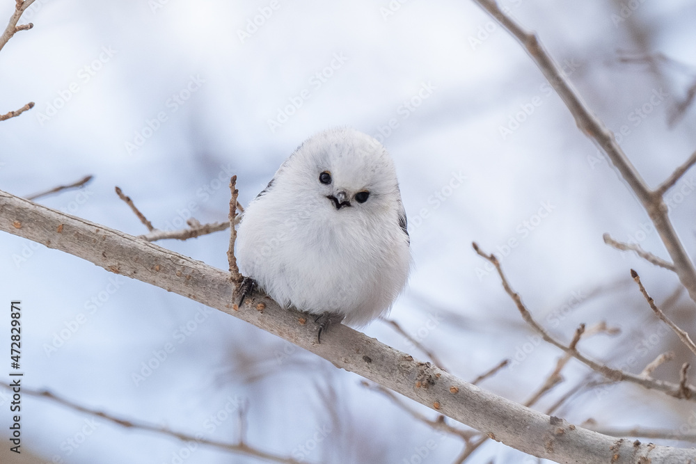 Long-tailed tit, especially called "Shima-enaga" Stock 写真 | Adobe Stock