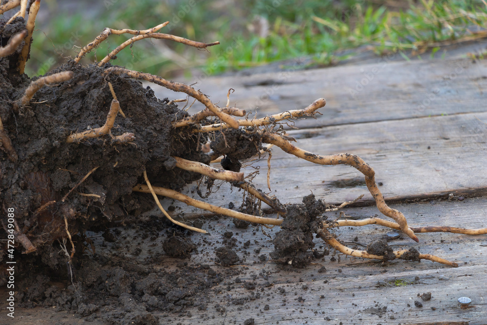 Root system of the banana plant on wooden background - In the planting ...