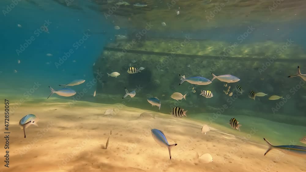 A sunken ship in shallow water and reef fish multicolored floating ...