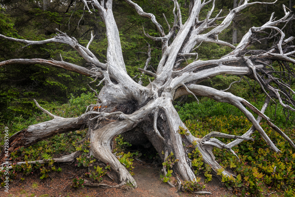 Bleached out giant tree roots on shoreline, Shore Acres State Park ...