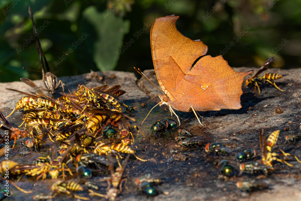 Question Mark (Polygonia interrogationis) feeding with wasps and flies ...