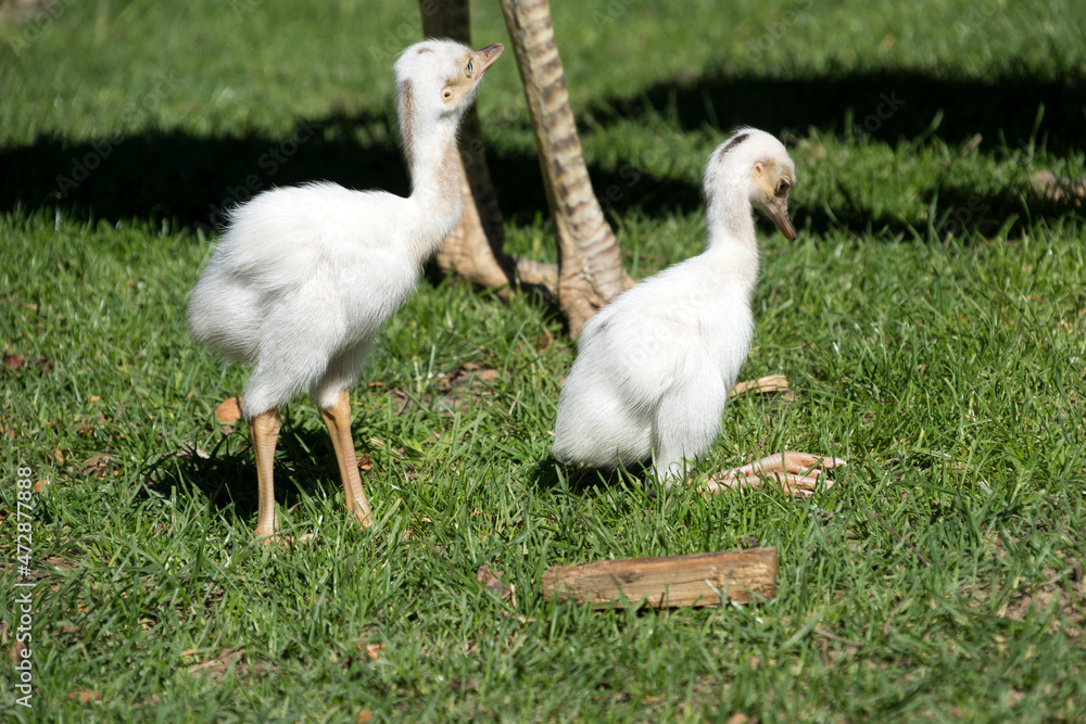 Two white Rhea or Nandu babies foraging in grass with the legs of the ...