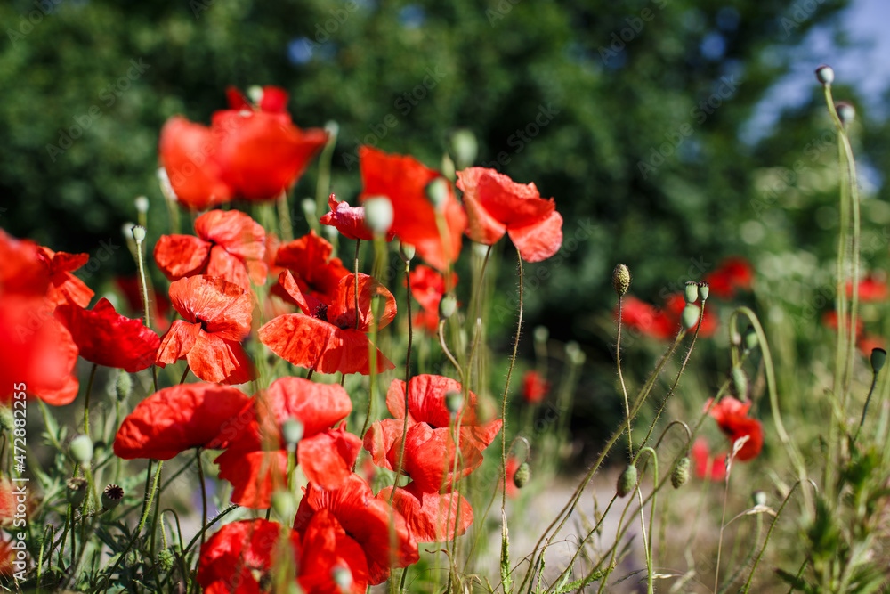 Roter Mohn Mohnblumen Natur Stock Photo | Adobe Stock