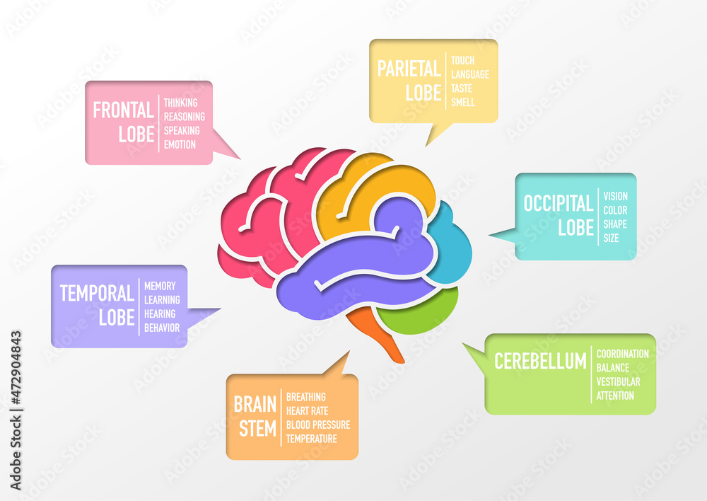 Human brain Section and function infographic, paper cut out design ...