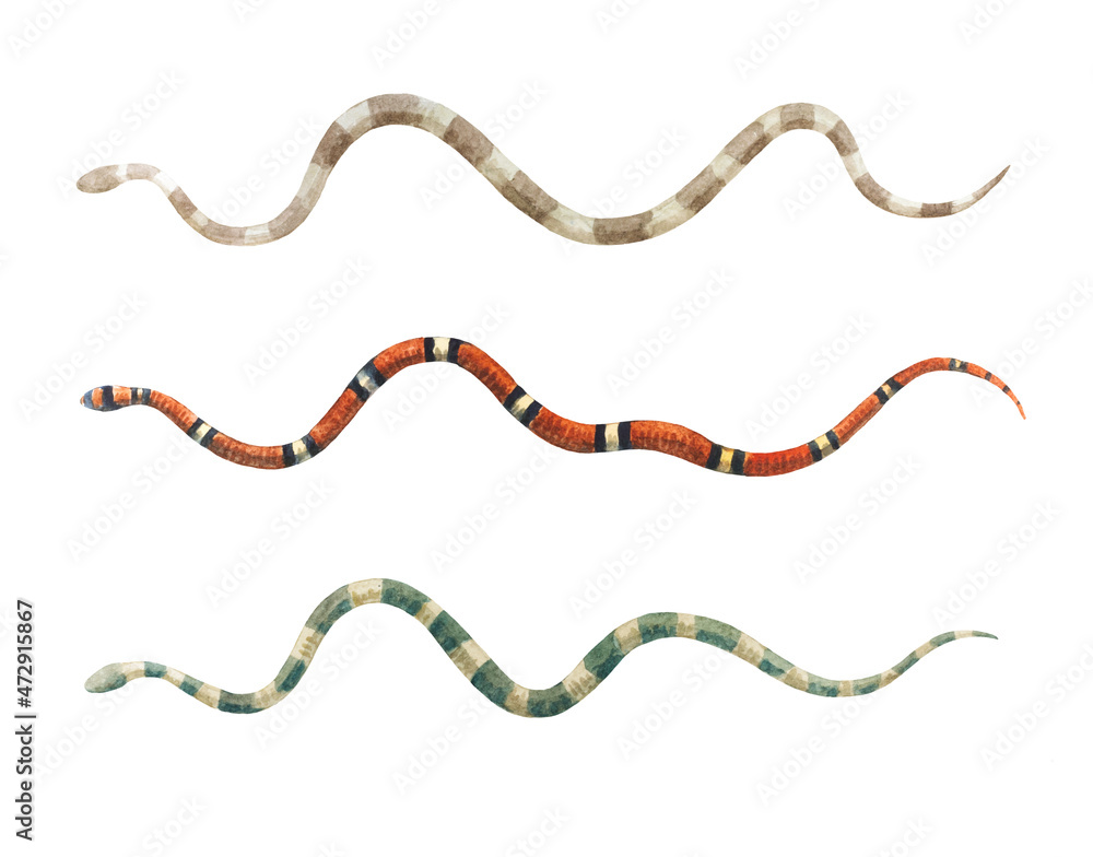 Watercolor set of snakes isolated on white background. Stock ...