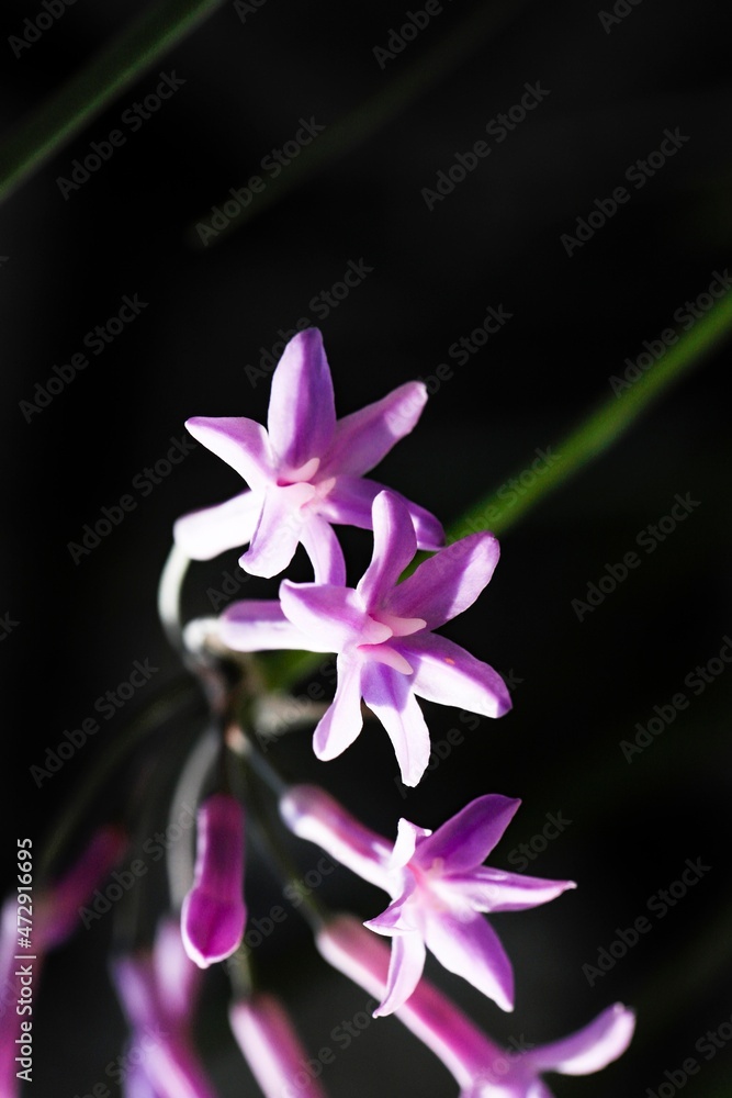 Nerine sarniensis, commonly known as Guernsey lily or Jersey lily, is a ...