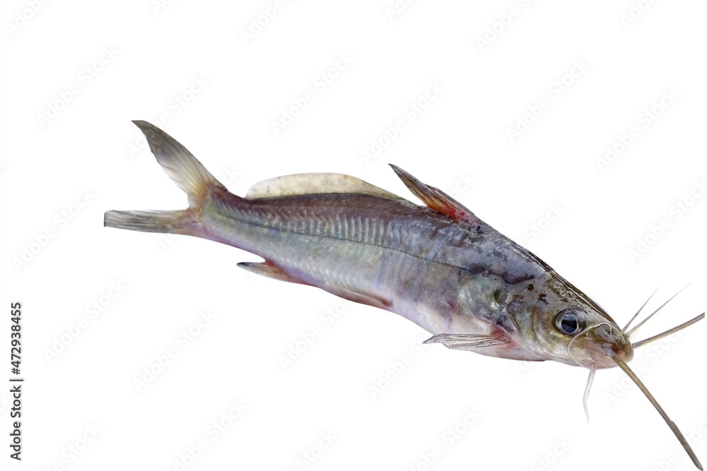 Tengra fish of Indian over on white background, Mystus fish in India ...