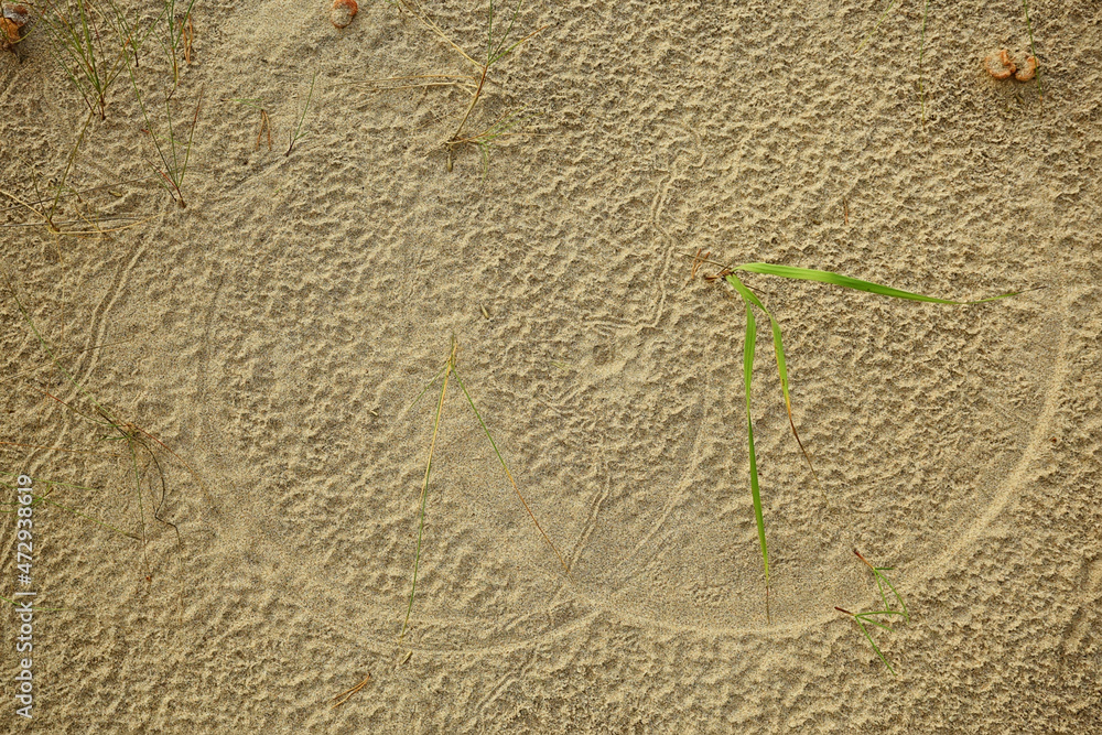 ant lion footprints in the sand insect predator larva hole in the ...