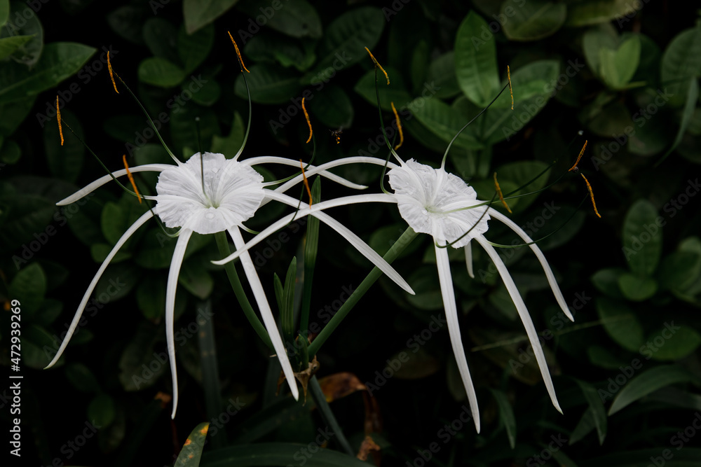 Foto de Beautiful Hymenocallis flower normally white, with pronounced ...