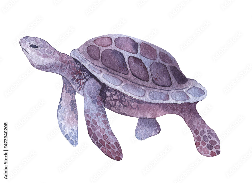 Sea purple turtle on an isolated white background. Watercolor drawing ...