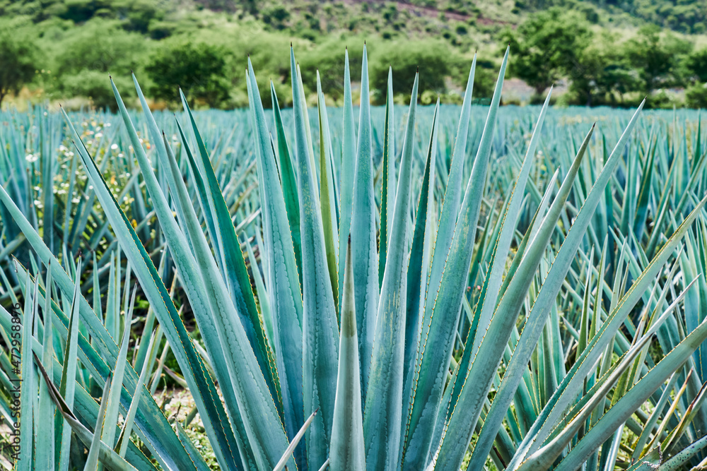 Plantación de agave azul en el campo para hacer tequila concepto ...
