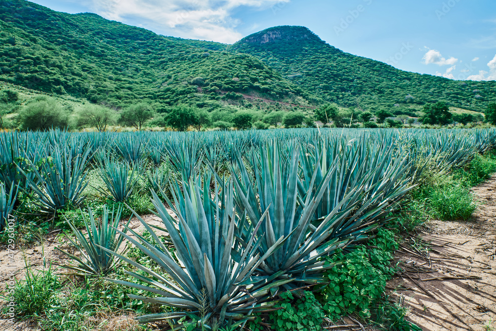 Plantación de agave azul en el campo para hacer tequila concepto ...