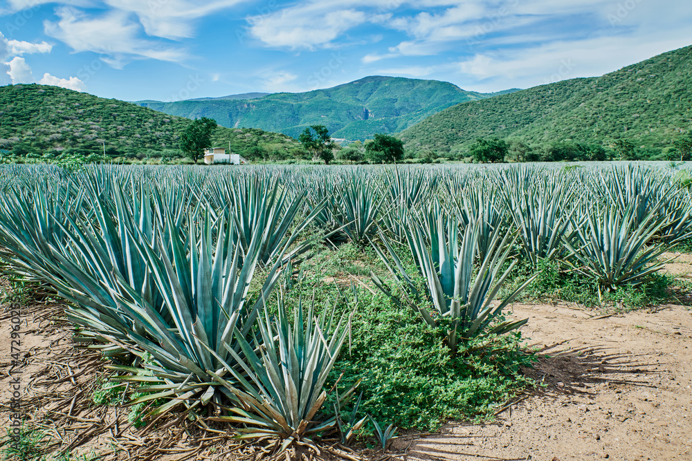 Plantación de agave azul en el campo para hacer tequila concepto ...