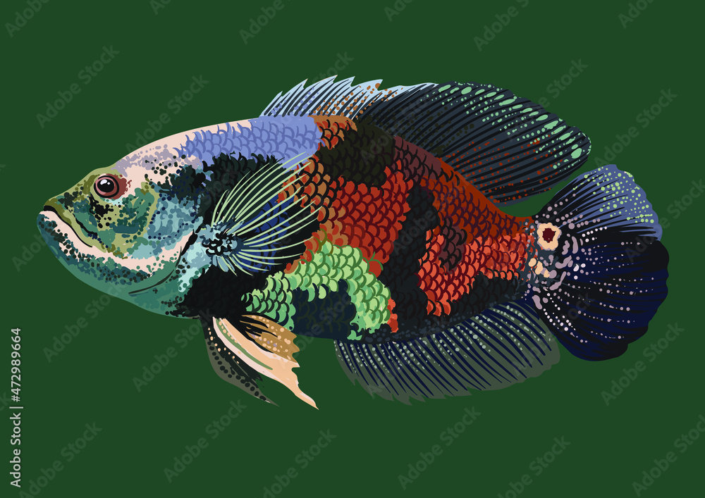 Drawing black oscar fish, art.illustration, exotic fish, vector Stock ...