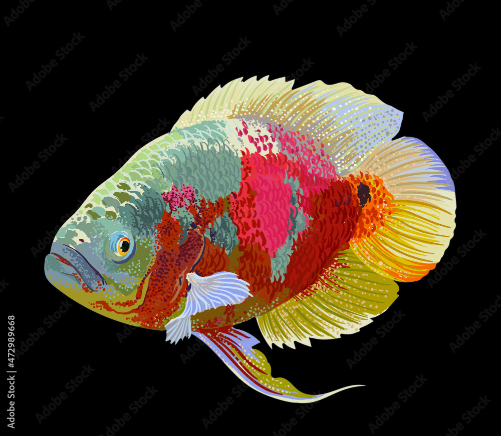Drawing oscar fish, art.illustration, beautiful fish, vector Stock ...