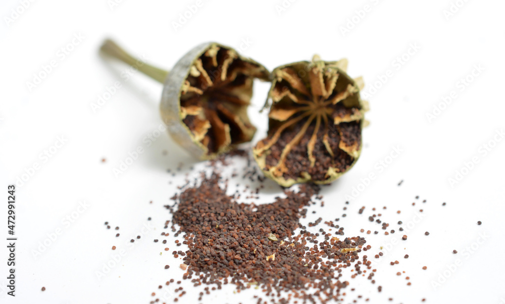 Opium Poppy head and seeds on white background Stock Photo | Adobe Stock