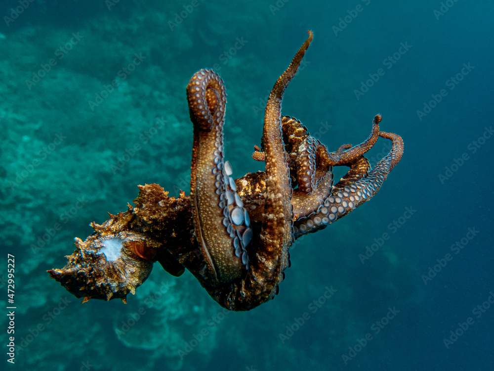Common octopus (Octopus vulgaris) swimming in the shallow coral reef ...