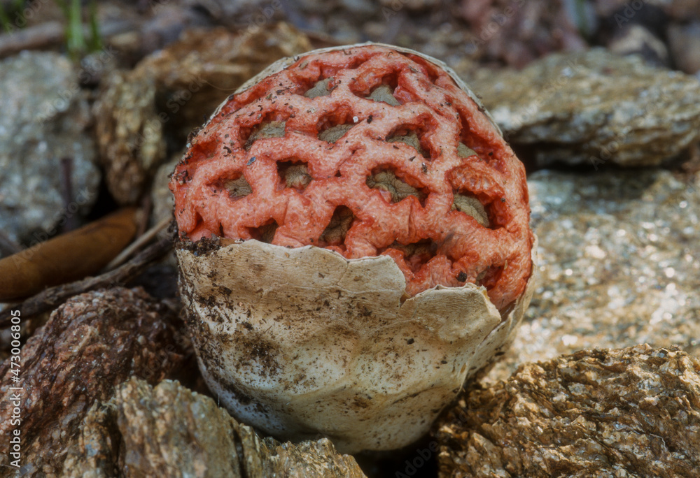 Champignon, Anthurus d'Archer, Clathrus archeri, Anthurus aseroeformis ...