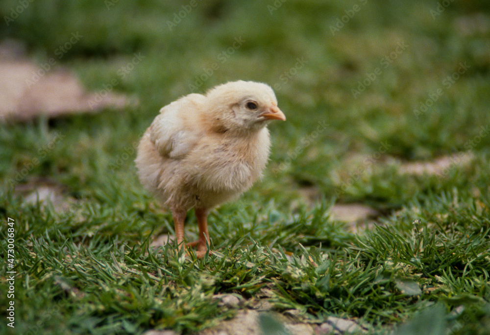 Poussin, poule Stock-Foto | Adobe Stock