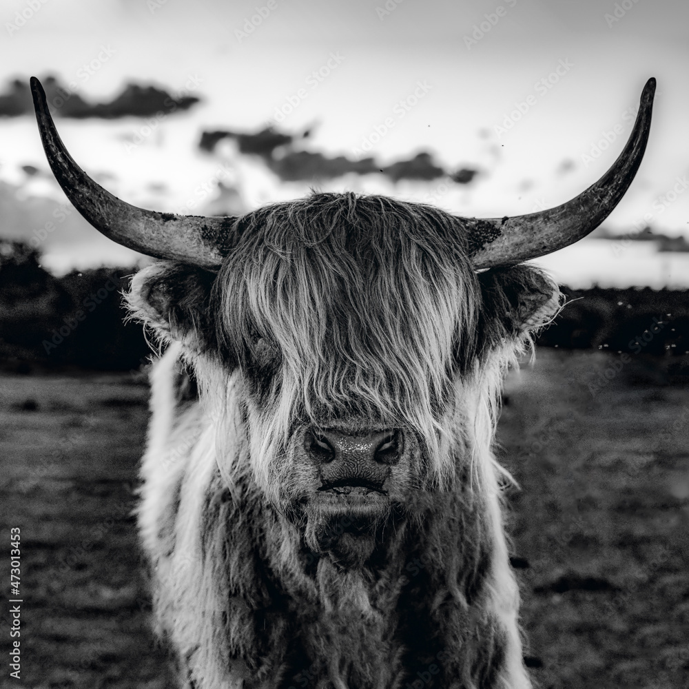 Highland Rind, Hochland Rind, Rind, Kuh, schottisches Hochlandrind ...