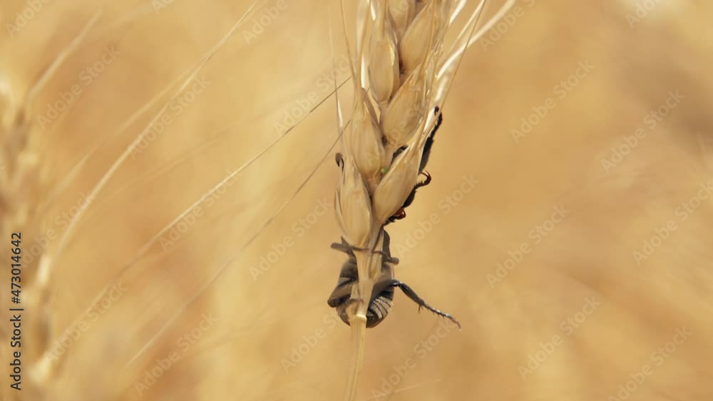 cereal crops field field. Agriculture. Harmful beetles spoil the wheat ...