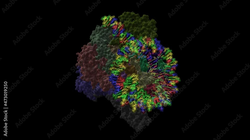 Cryo-EM structure of the human INO80 complex bound to nucleosome ...