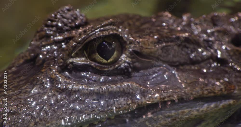 Macro photography of the eye of Caiman crocodilus lying on the water in ...