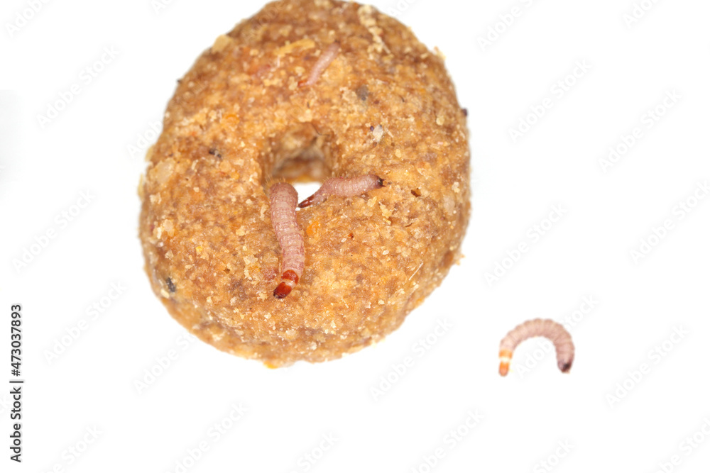 The Larvae of red-legged ham beetle Necrobia rufipes in the family ...