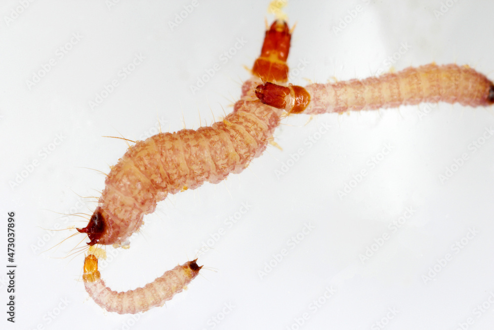 The larva red-legged ham beetle Necrobia rufipes in the family Cleridae ...