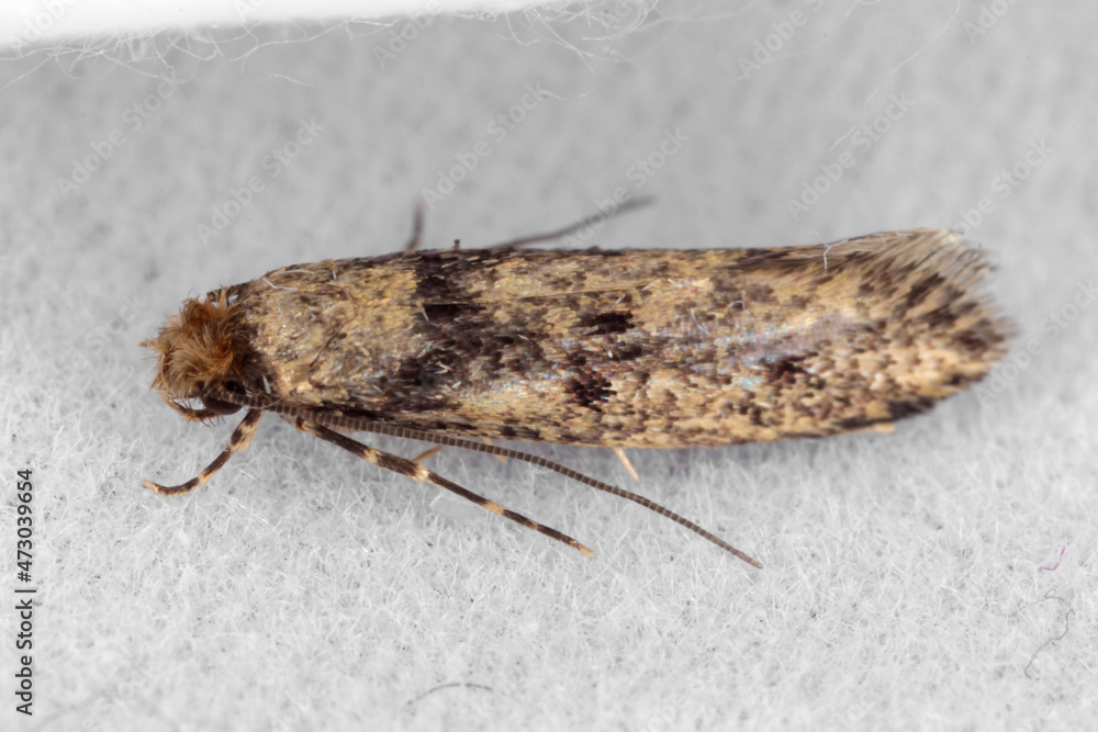 The brown-dotted clothes moth Niditinea fuscella is a species of ...
