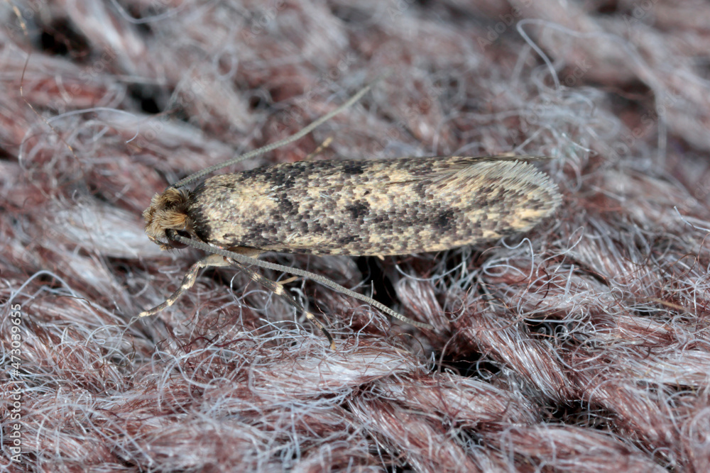 The brown-dotted clothes moth Niditinea fuscella is a species of ...
