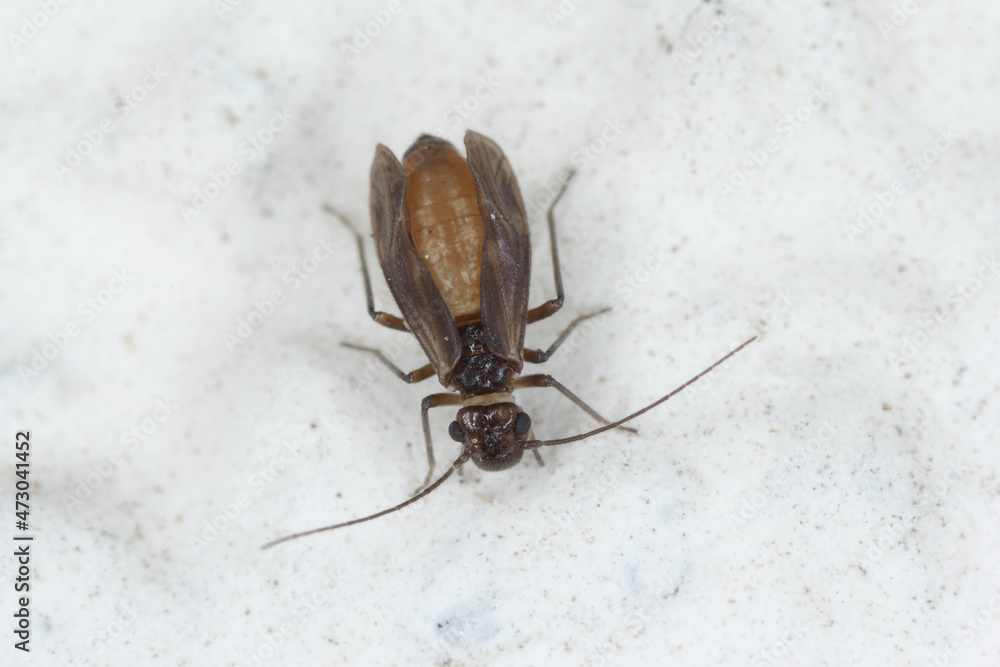 Psocid (Psocoptera) called also - booklice, barklice or barkflies, a well known as pests of ...