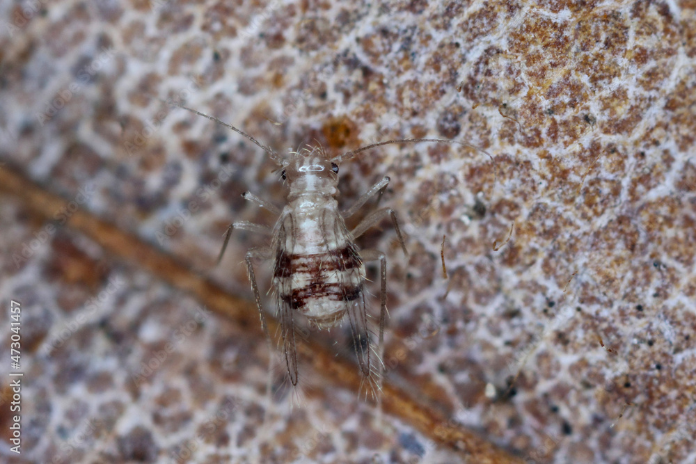 Winged Psocoptera called also booklice, barklice or barkflies. Well ...