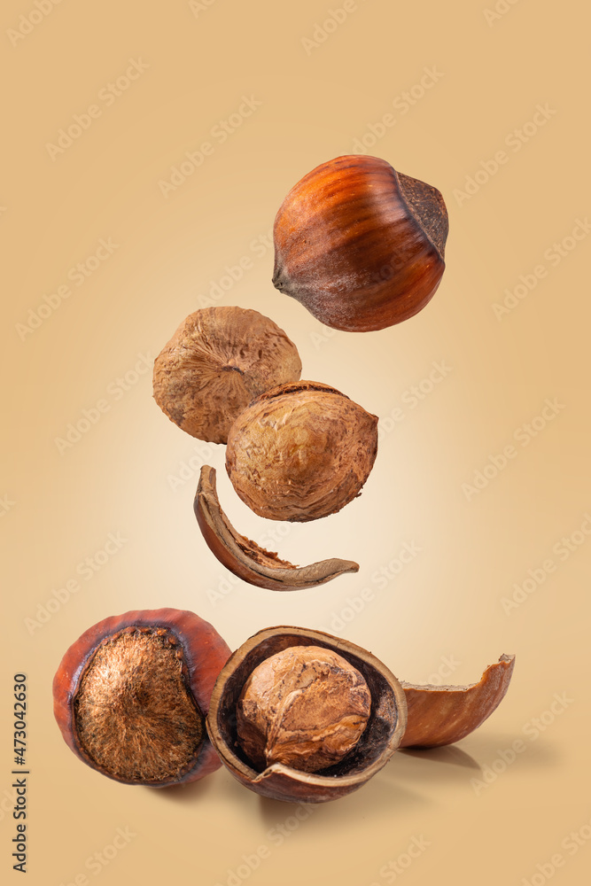 Hazelnuts in the shell. Round filbert, ripe fruit of a Corylus avellana ...