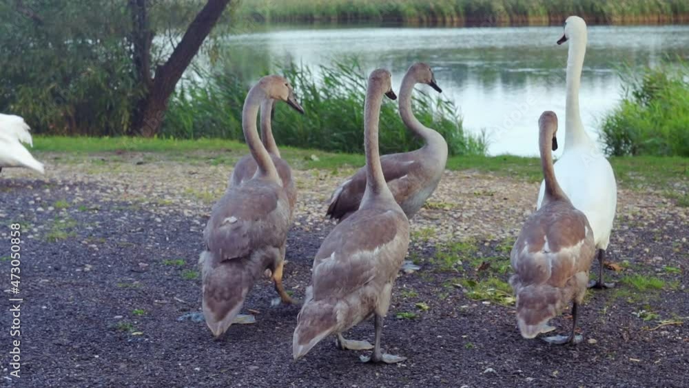 Five young teenage swans of gray color are walking along lake shore behind white mother swan ...