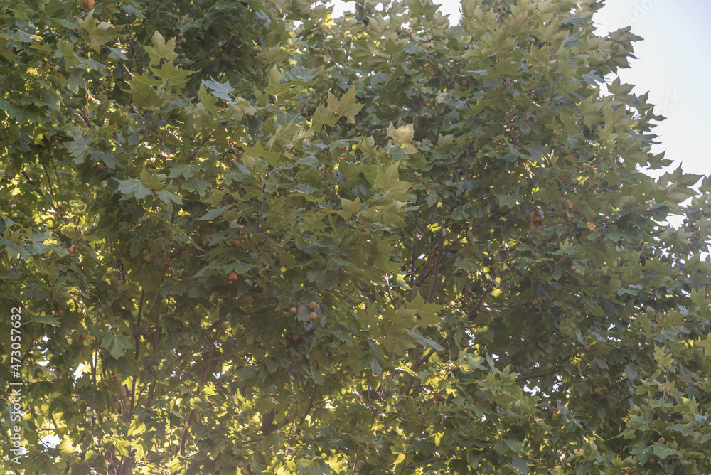 leaves and branches of a Platanus x hispanica tree Stock Photo | Adobe ...