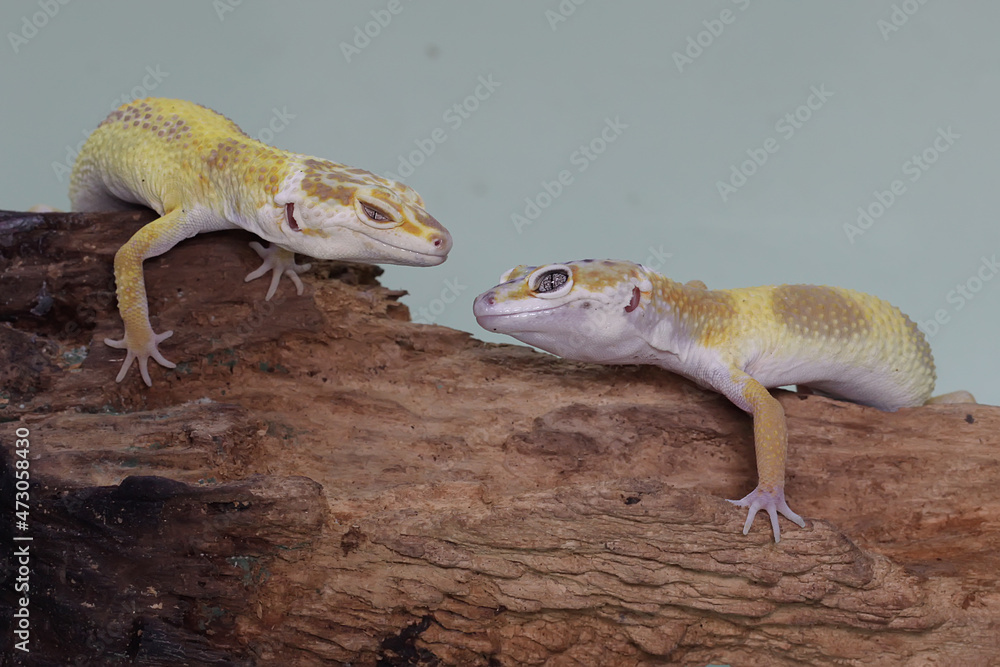 Two Leopard geckos sunbathing on a rotting log. Reptiles with ...