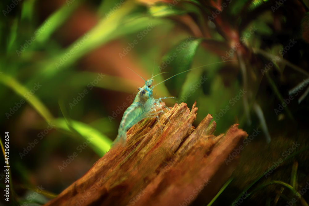 Neocaridina Freshwater Shrimp, dwarf shrimp in the aquarium ...