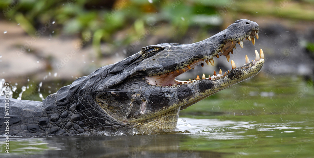 Caiman with open mouth in the water.The yacare caiman (Caiman yacare ...
