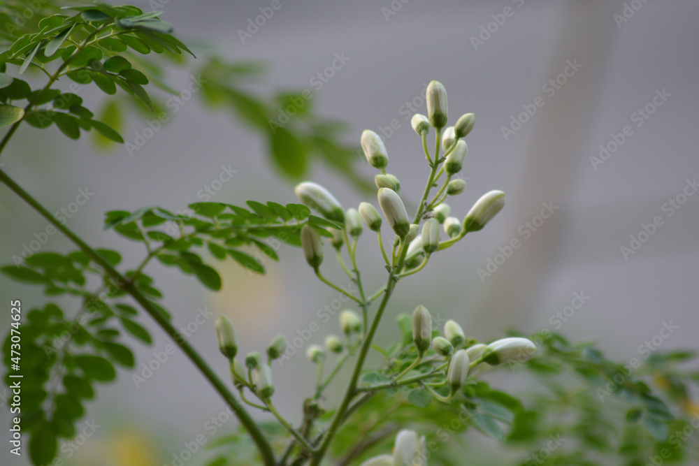 Moringa oleifera, Common names include moringa, drumstick tree ...