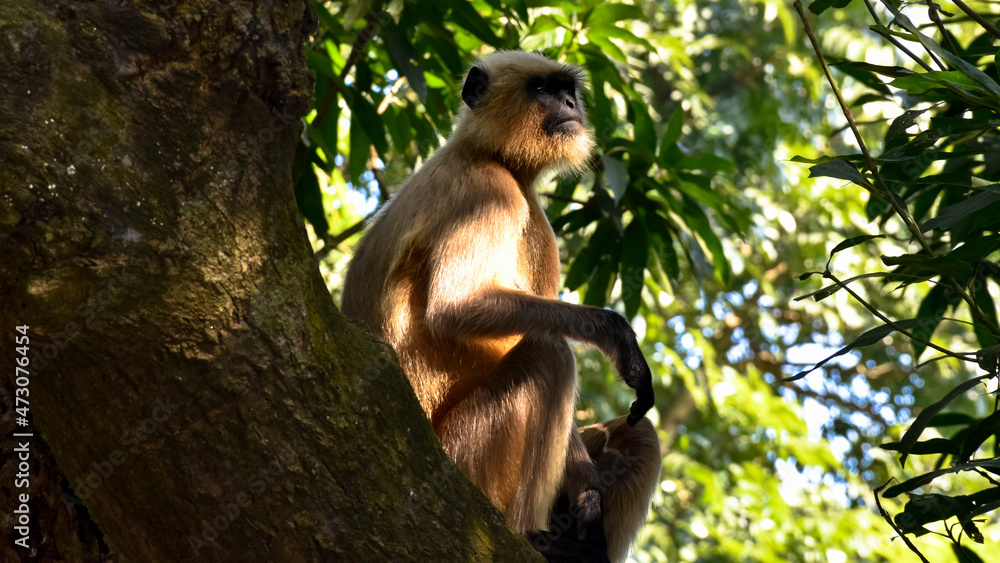 Wild Langur sits on a tree in sunset light. Hanuman Langur, Grauer ...