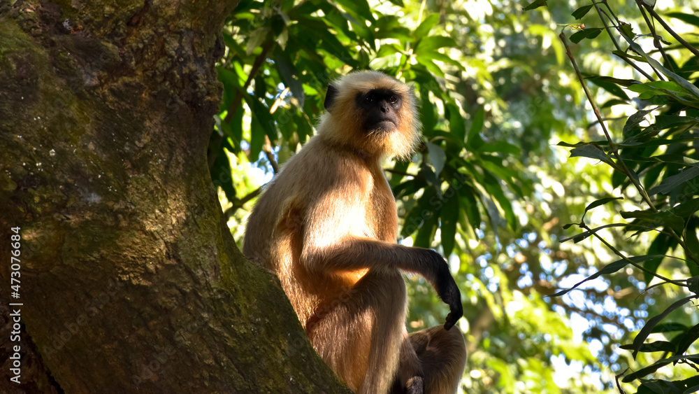 Wild Langur sits on a tree in sunset light. Hanuman Langur, Grauer ...