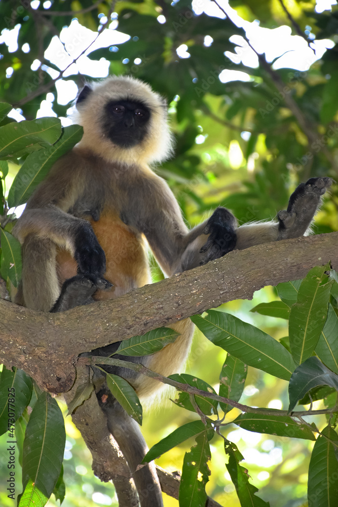 Wild Langur sits on a tree in sunset light. Hanuman Langur, Grauer ...