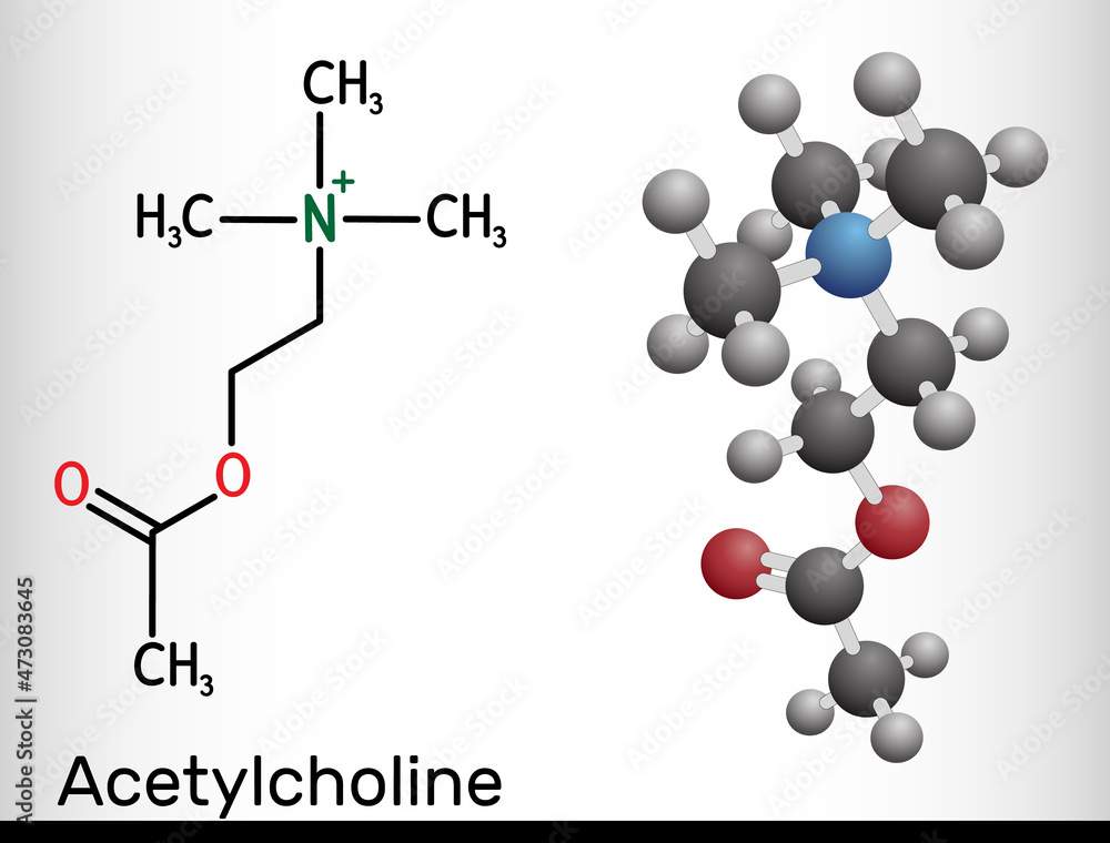Acetylcholine, ACh molecule. It is parasympathomimetic neurotransmitter ...