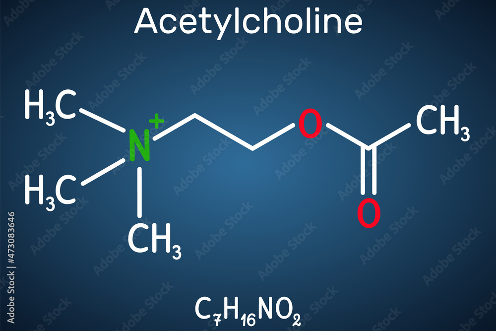 Acetylcholine, ACh molecule. It is parasympathomimetic neurotransmitter ...