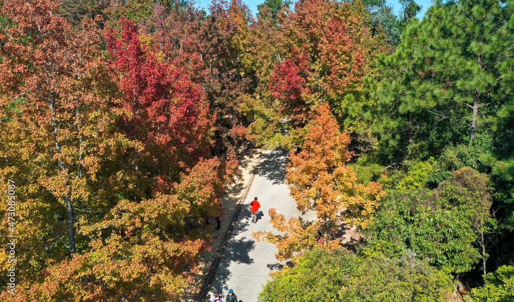 Aerial view Red leaves of Liquidambar formosa or Sweet Gum Woods in Tai ...