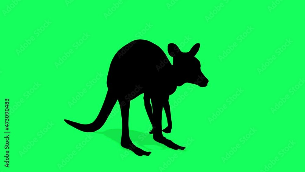3D animation - silhouette of Kangaroo on green screen ,chroma key Stock ...