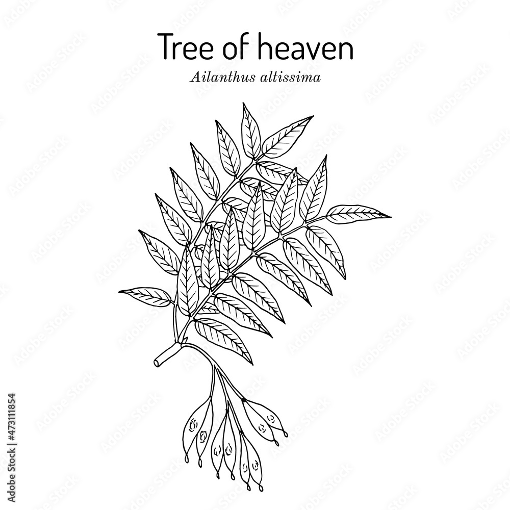 Tree of heaven Ailanthus altissima , medicinal plant. Stock Vector ...